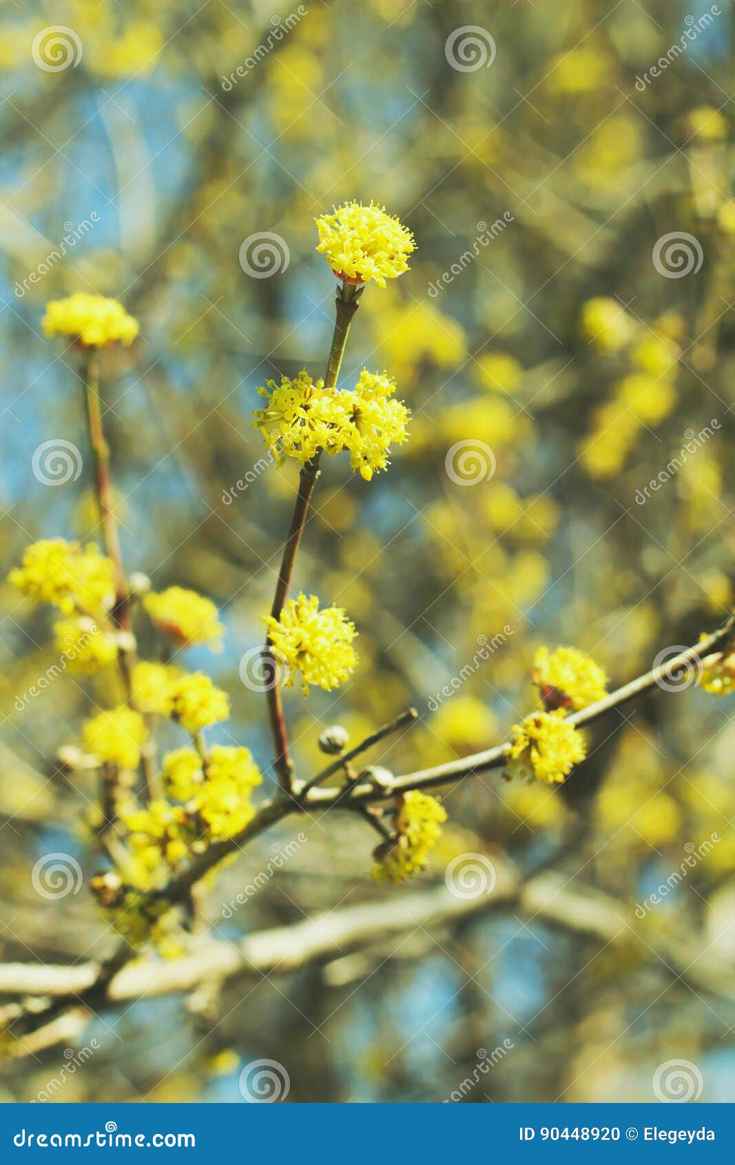 Spring View. Beautiful Blooming Tree with Yellow Flowers Stock Photo ...