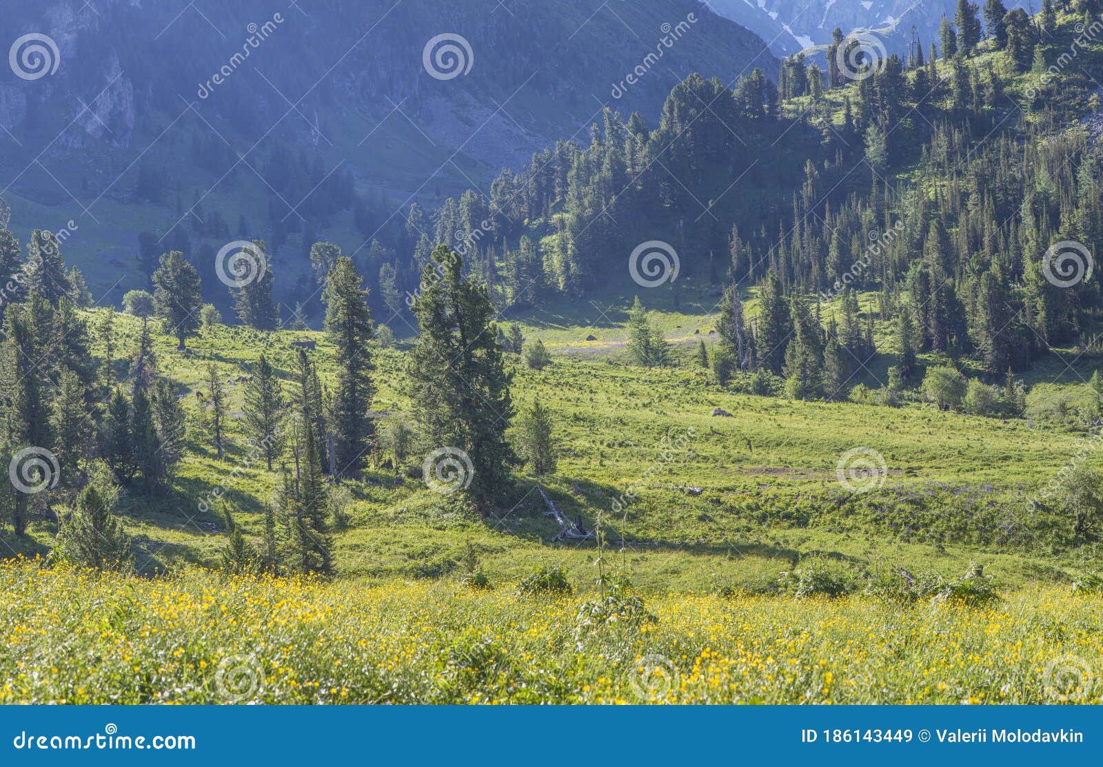 Spring View, Mountain Flowering Valley, Meadows Stock Image - Image of ...