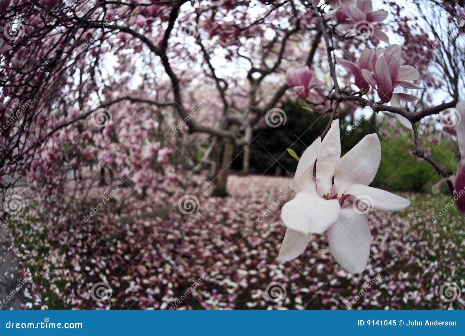 Spring view in the park stock image. Image of central - 9141045
