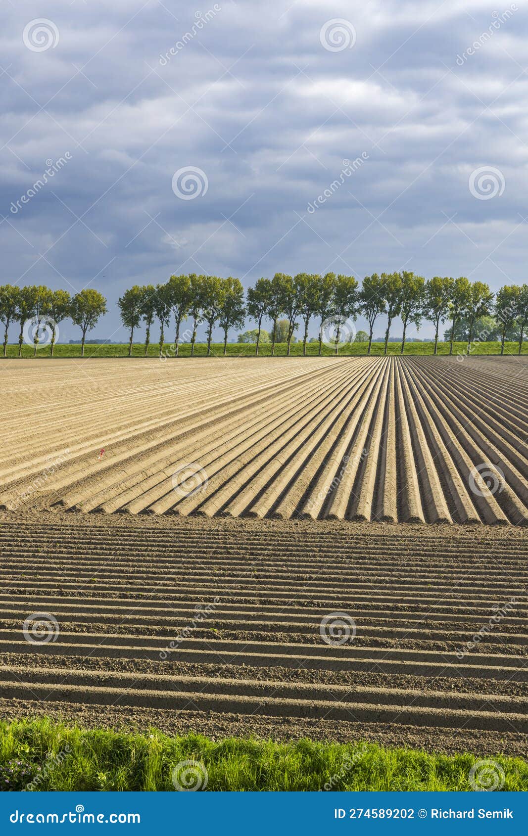 Spring View of Potato Field Just after Planting, Netherlands Stock ...