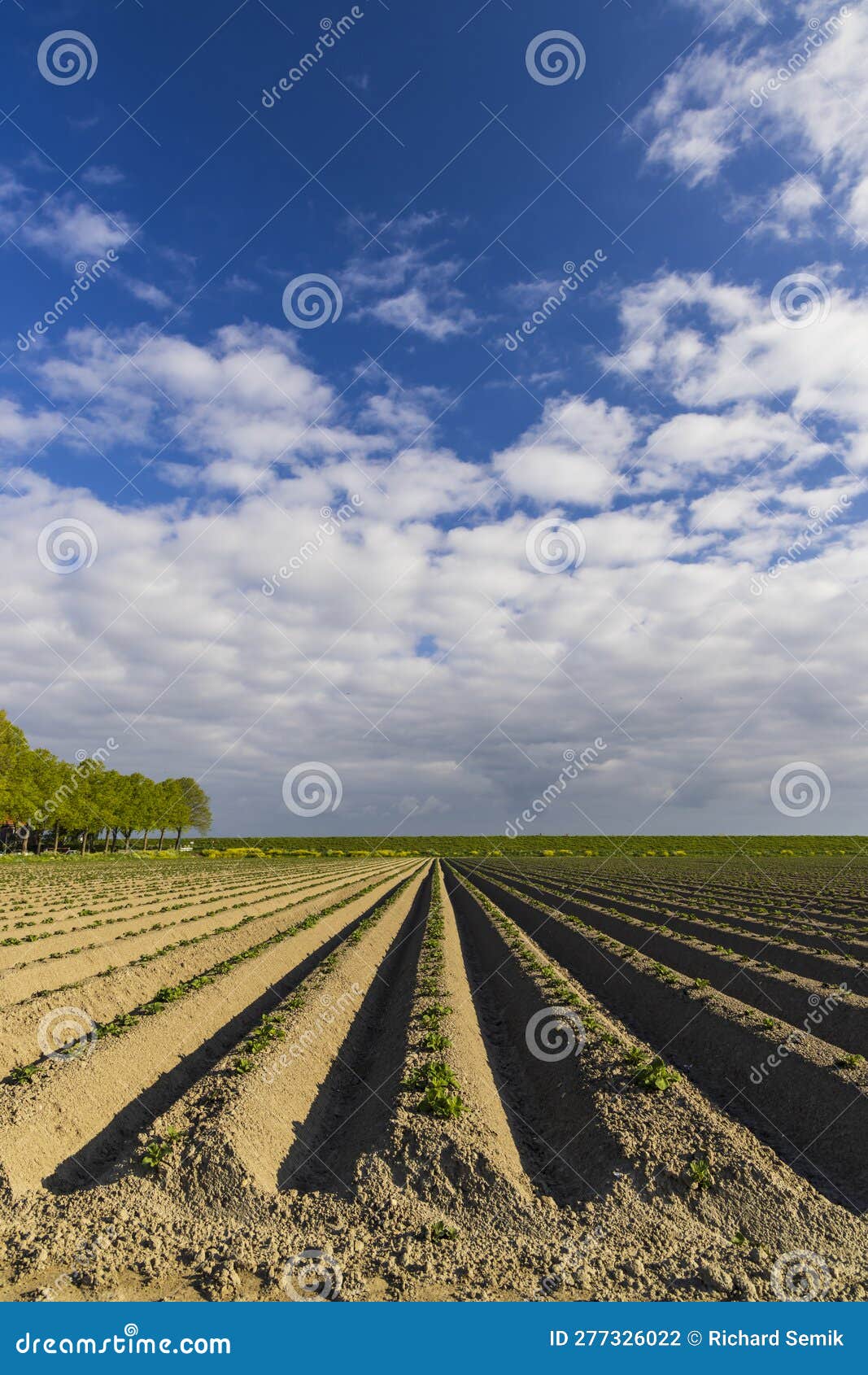 Spring View of Potato Field Just after Planting, Netherlands Stock ...