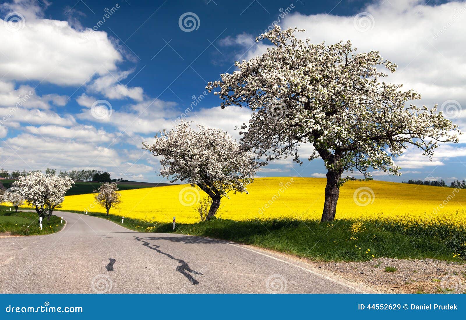 Spring View of Road with Alley Stock Image - Image of farming, blue ...