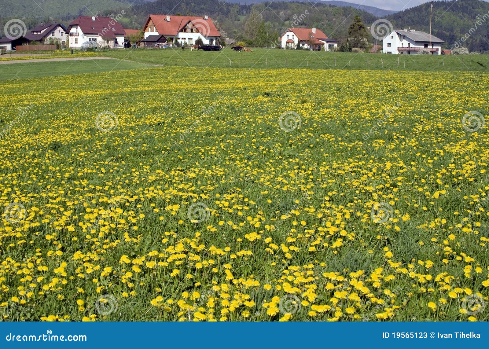 Spring in the village stock image. Image of meadow, dandelion - 19565123