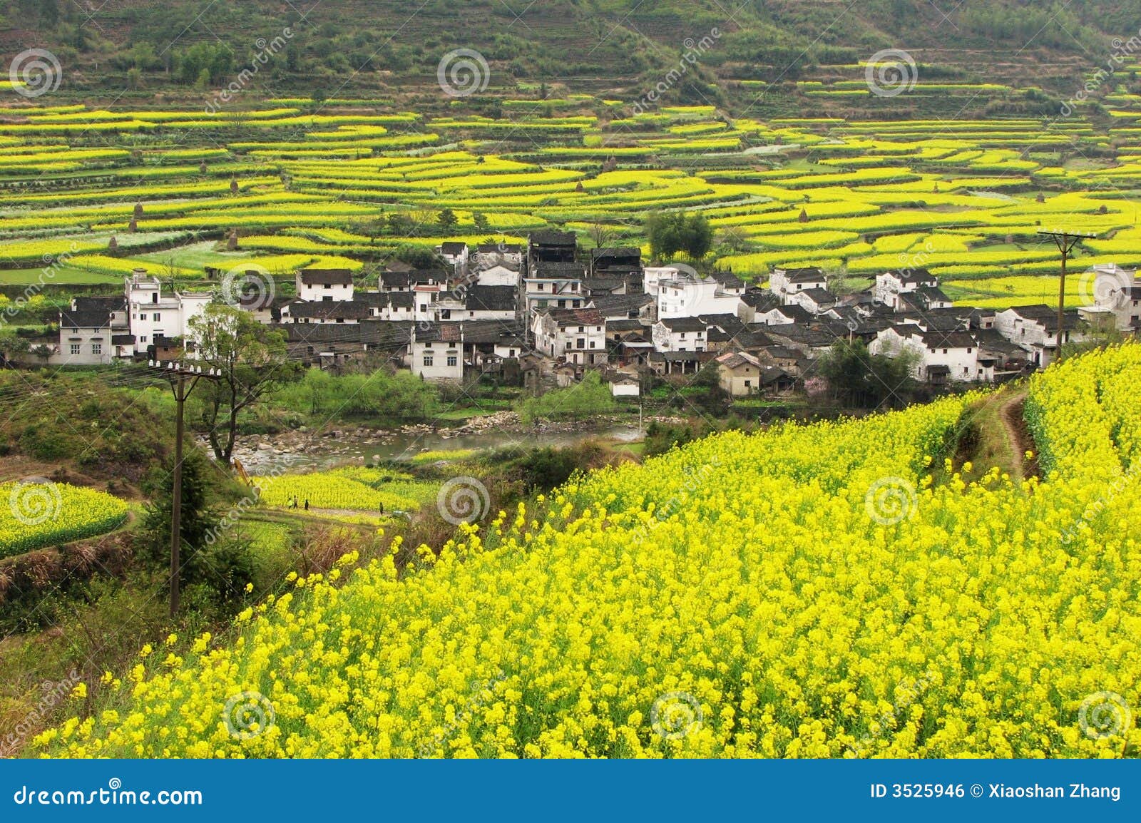 Spring in village stock photo. Image of farmer, yellow - 3525946