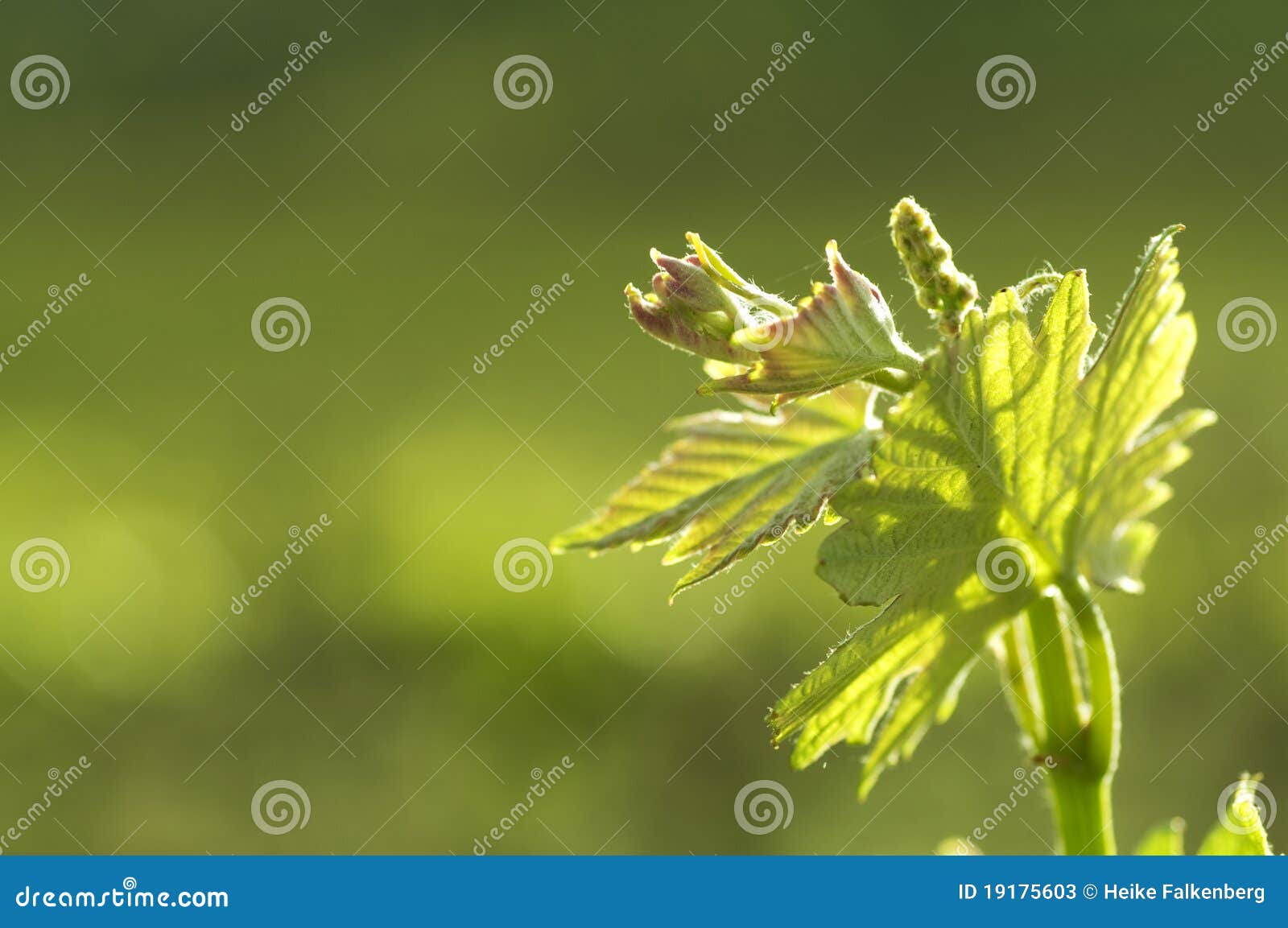 Spring Vine Buds stock image. Image of grow, vineyard - 19175603