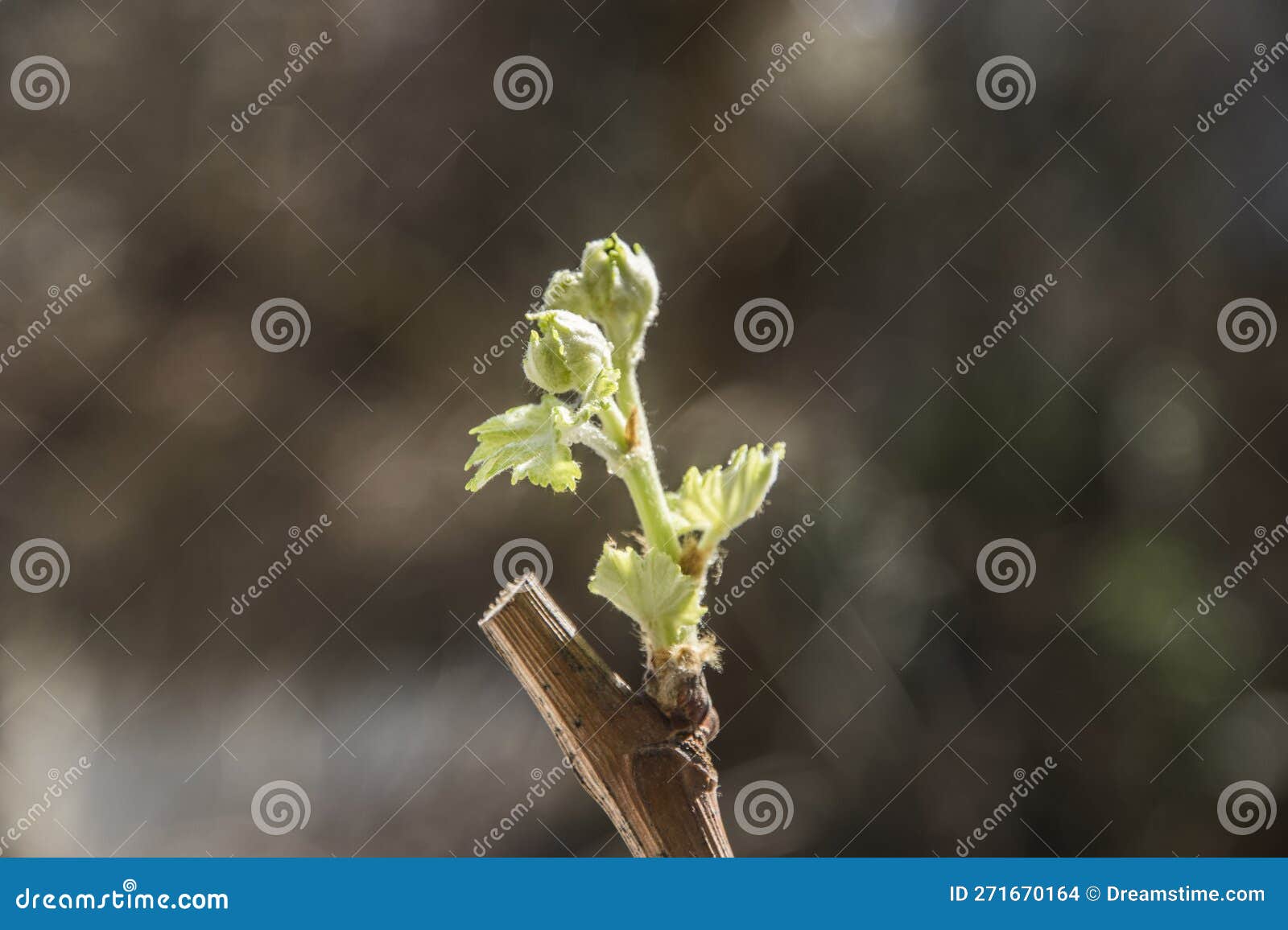 Spring vine buds sprouting stock photo. Image of young - 271670164