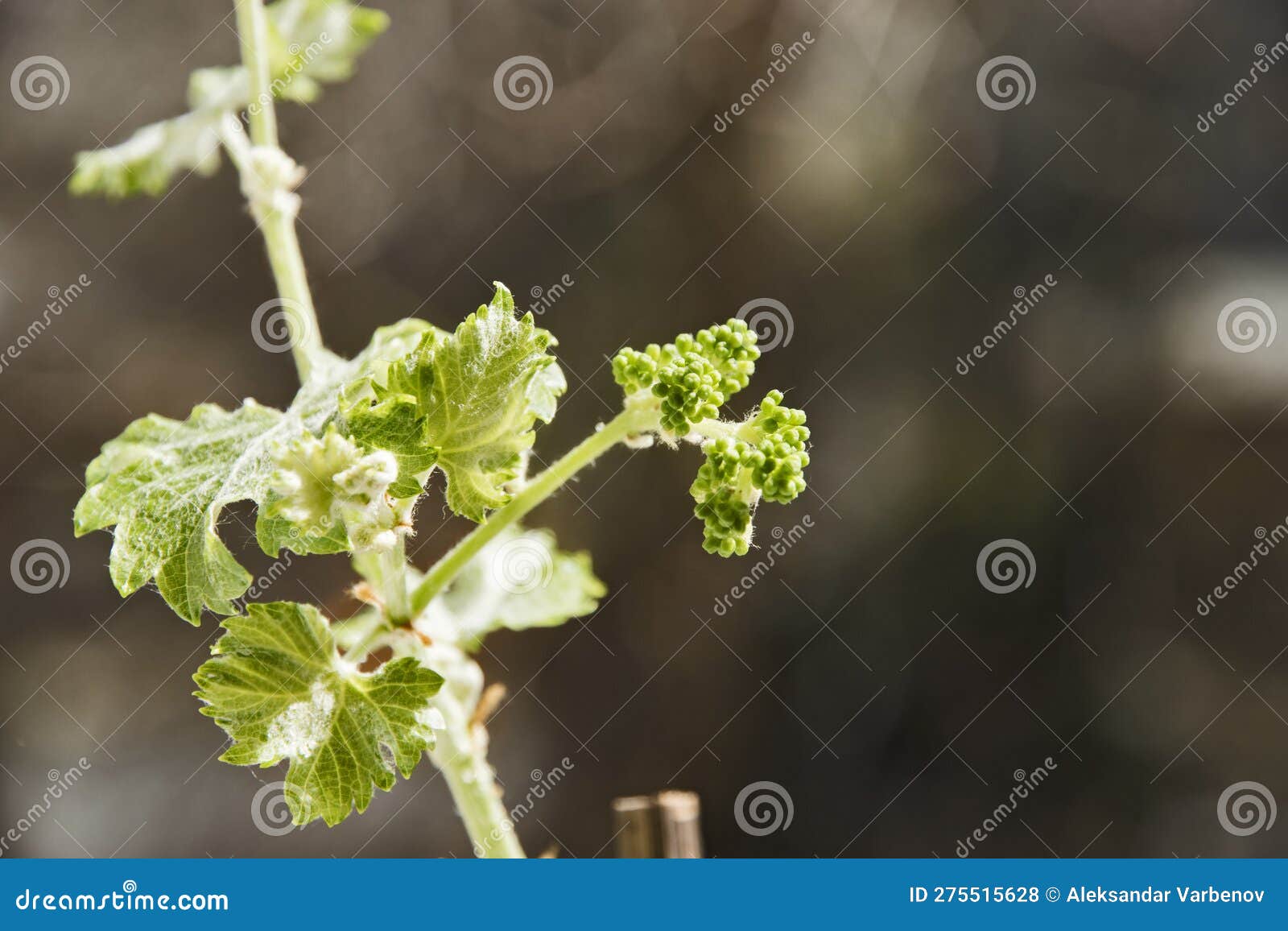 Spring vine buds sprouting stock photo. Image of plant - 275515628