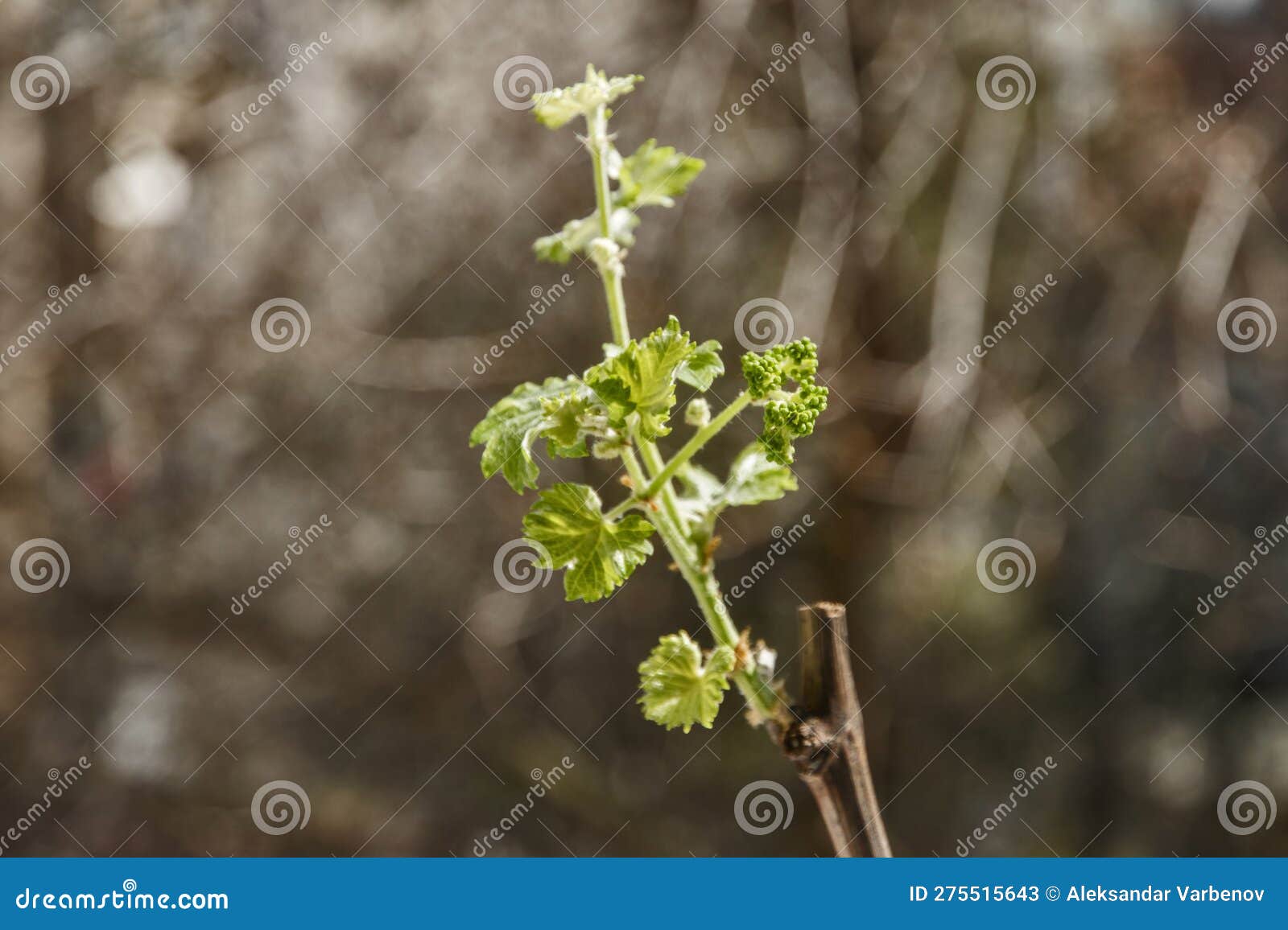Spring vine buds sprouting stock image. Image of closeup - 275515643
