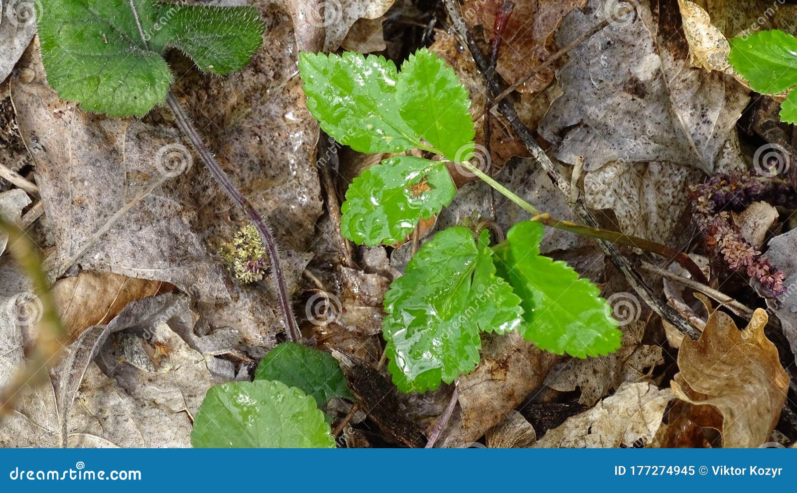 Spring Vine Leaves Sprout through Fallen Autumn Leaves. Stock Image ...