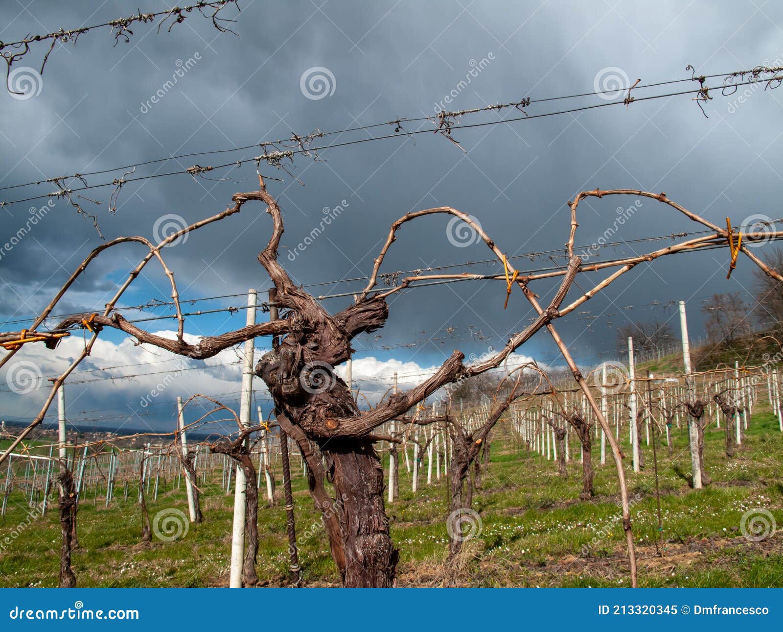 Spring Vine Pruning in the Italian Countryside Stock Image - Image of ...