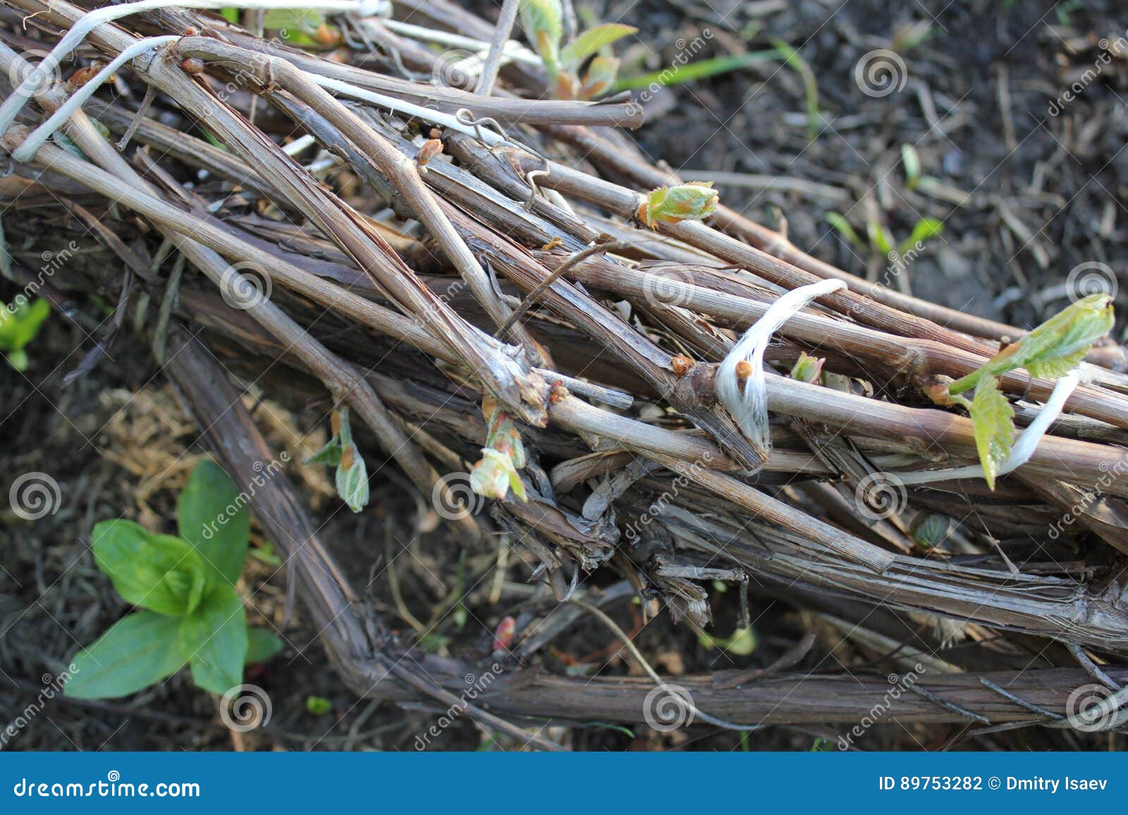 Spring vine roots 19619 stock photo. Image of forest - 89753282