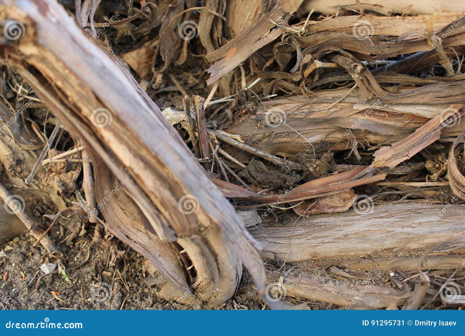 Vine Roots Cayratia Trifolia Liana Ivy Plant Bush, Nature Frame Jungle ...