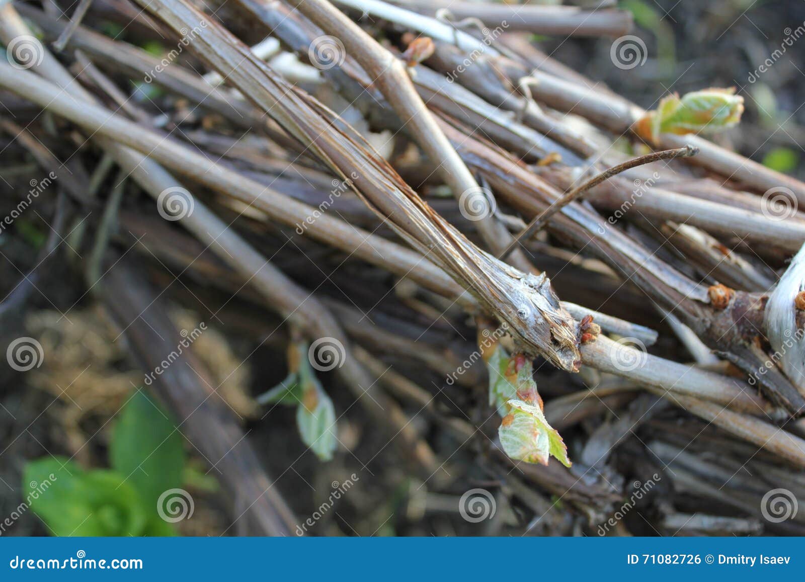 Spring vine roots 19620 stock photo. Image of botany - 71082726