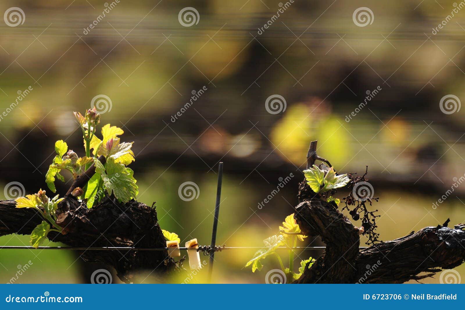 Spring Vines stock photo. Image of spring, vineyard, springtime - 6723706