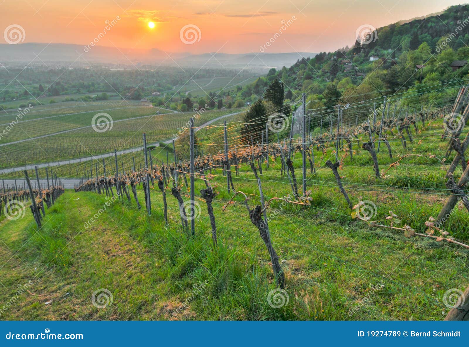 Spring in a vineyard stock image. Image of mountains - 19274789