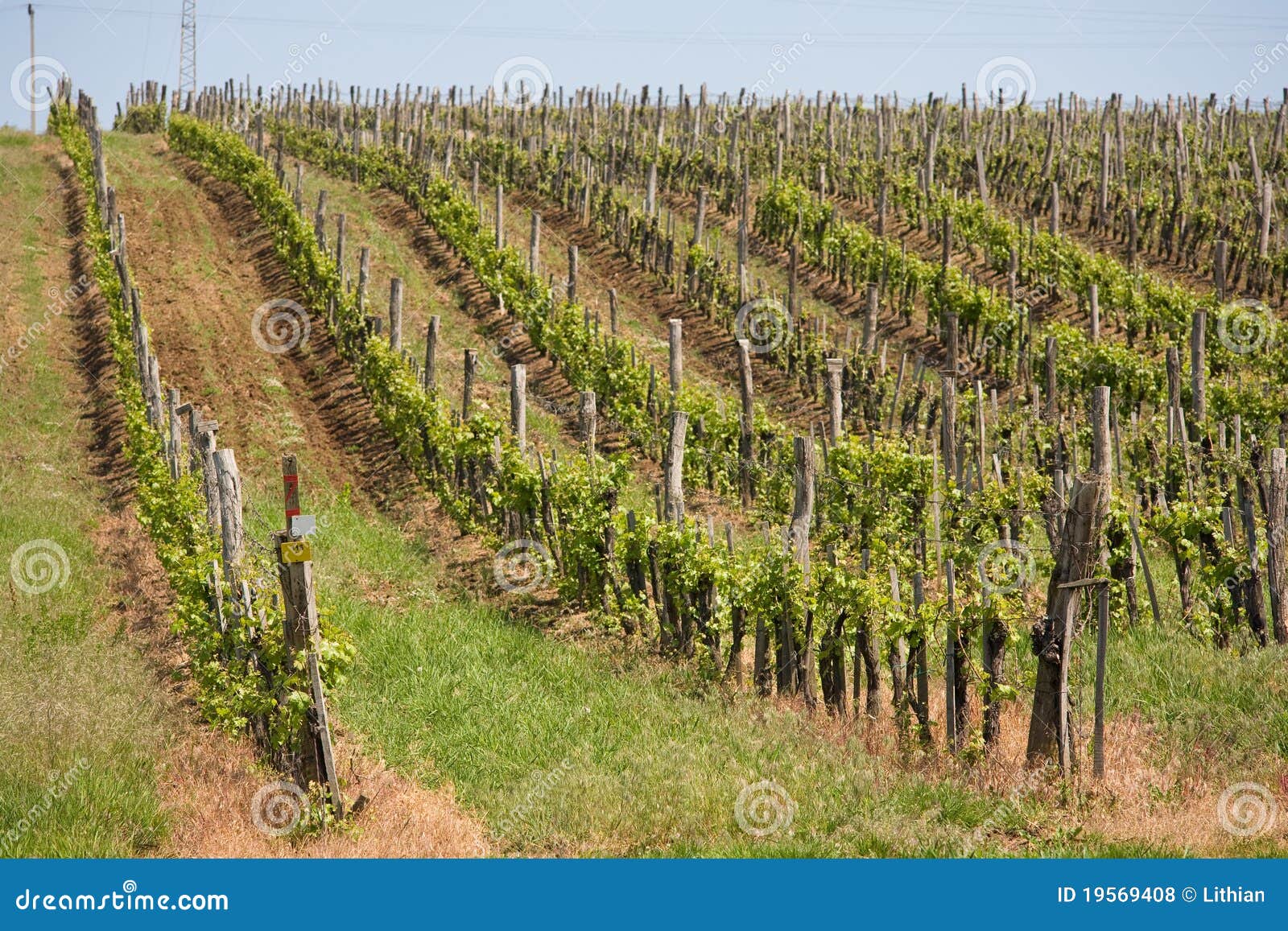 Spring in the vineyard. stock photo. Image of landscape - 19569408