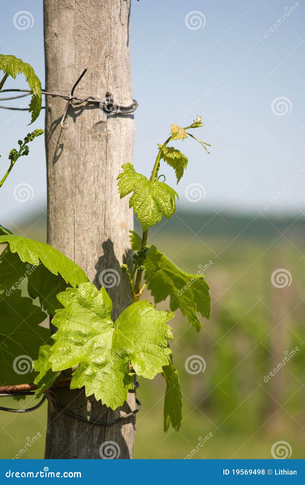Spring in the vineyard. stock photo. Image of spring - 19569498