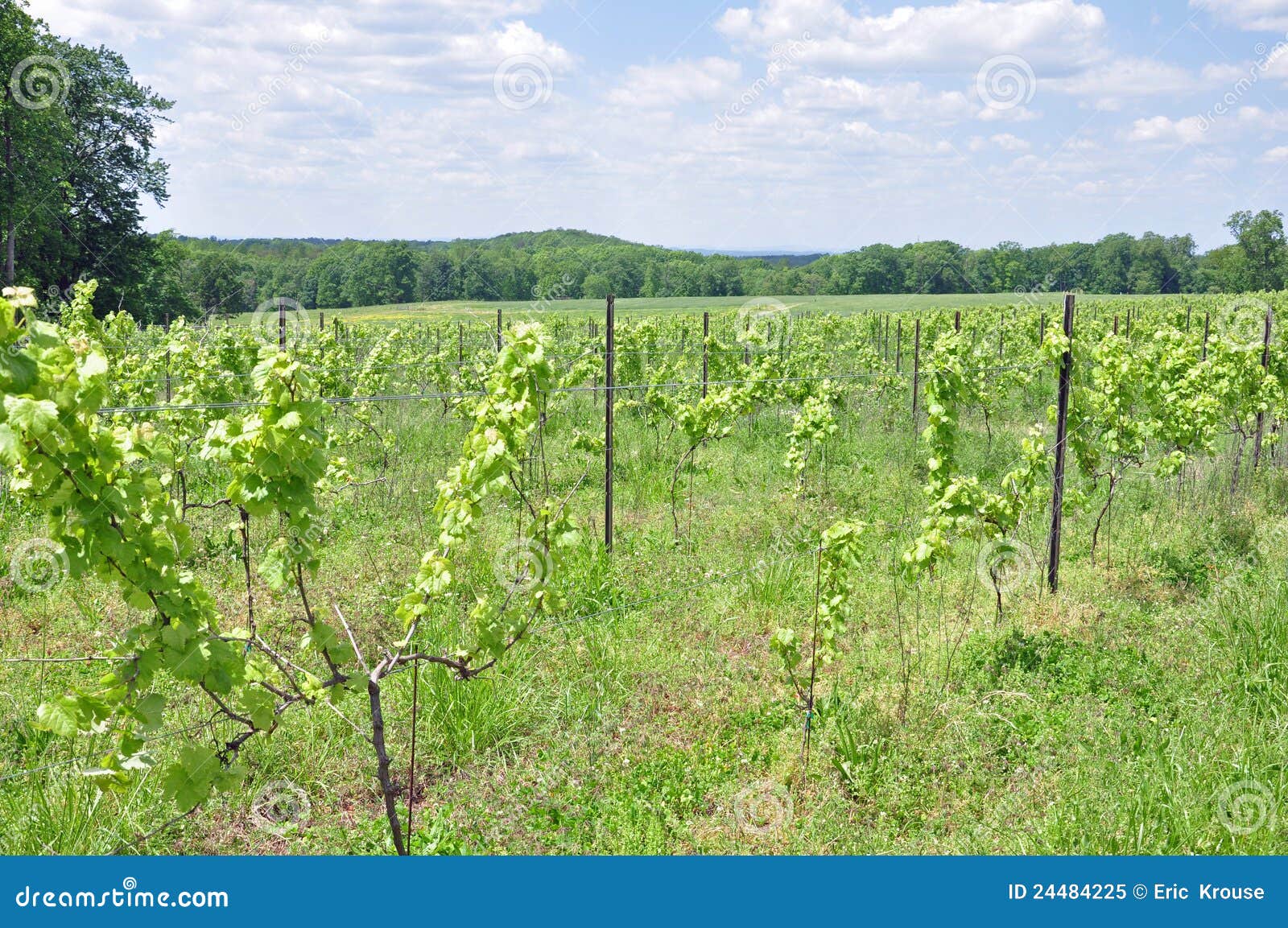 Spring Vineyard stock image. Image of foliage, lush, countryside - 24484225
