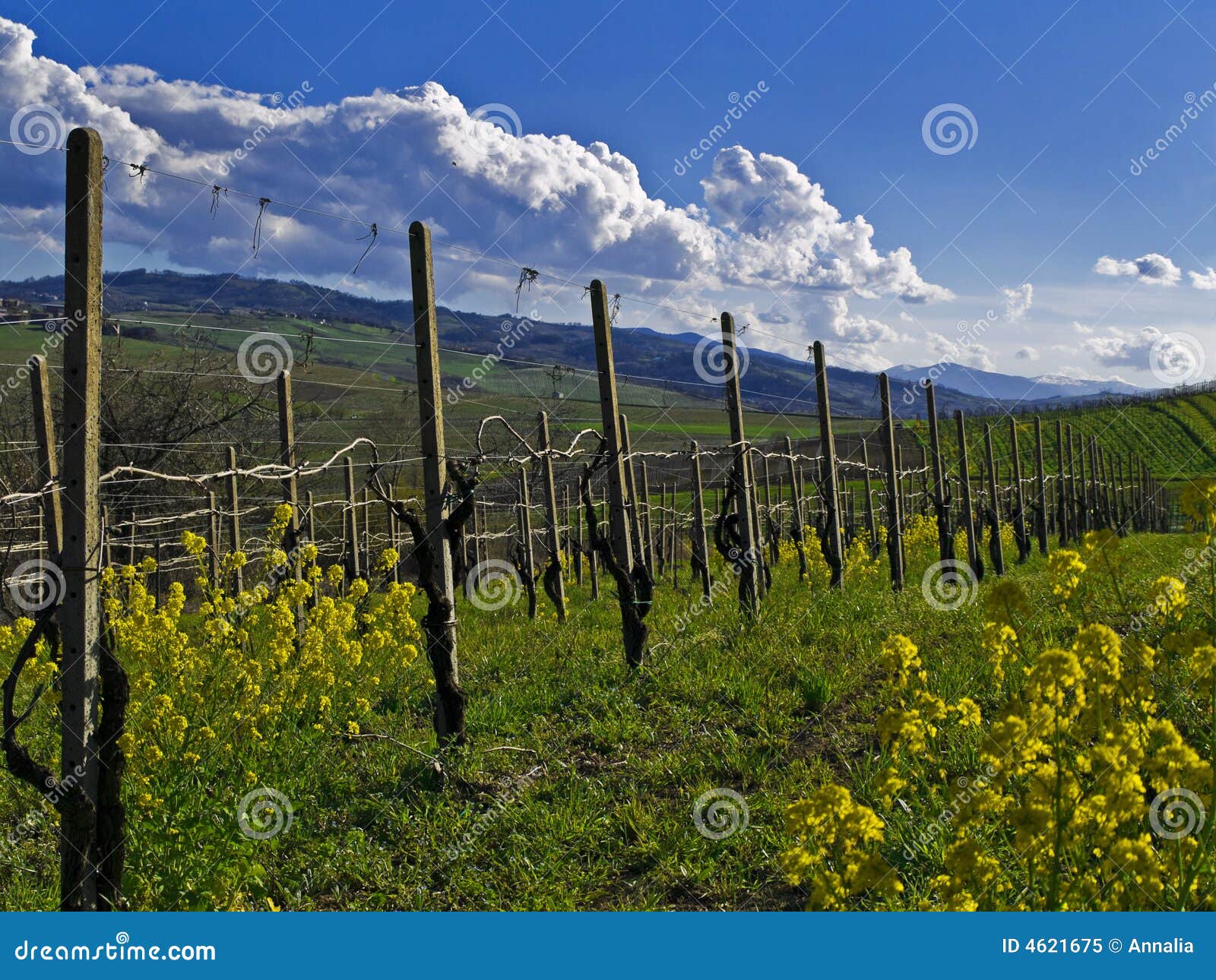 Spring in the vineyard stock image. Image of colorful - 4621675