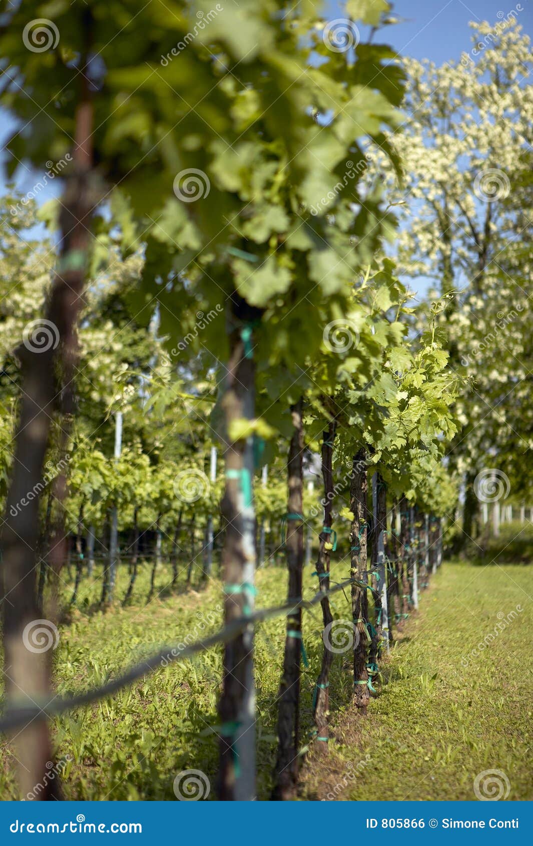 Spring vineyard stock photo. Image of brunch, grape, leaves - 805866