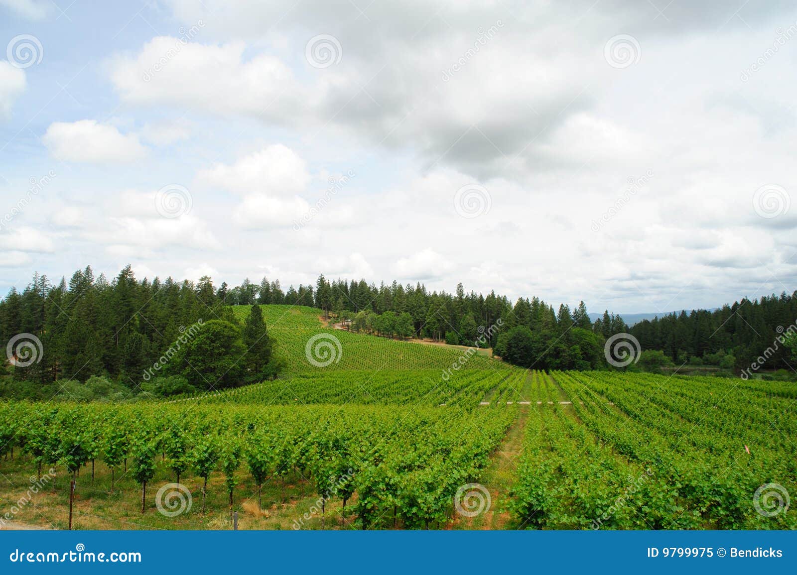 Spring Vineyard in California Stock Image - Image of border, farm: 9799975