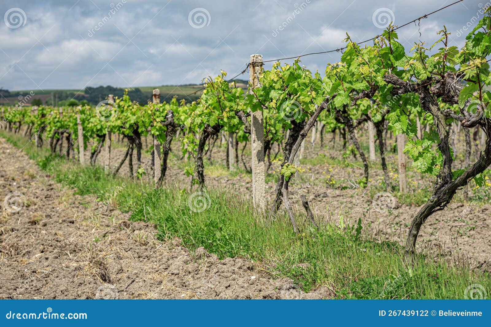 Spring Vineyard with Early Blossoming Leaves. Stock Photo - Image of ...