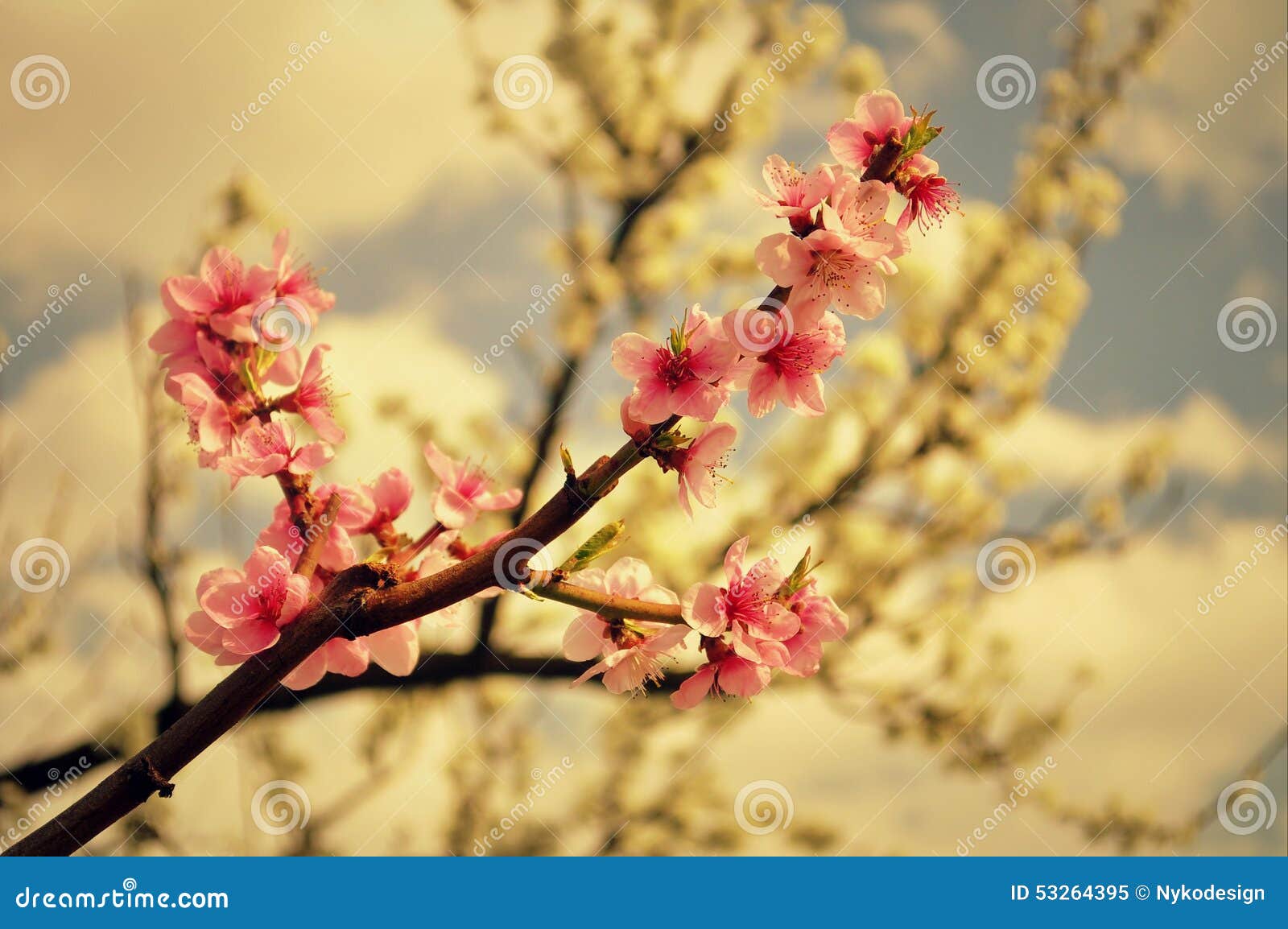Spring vintage flower stock image. Image of summer, awakening - 53264395