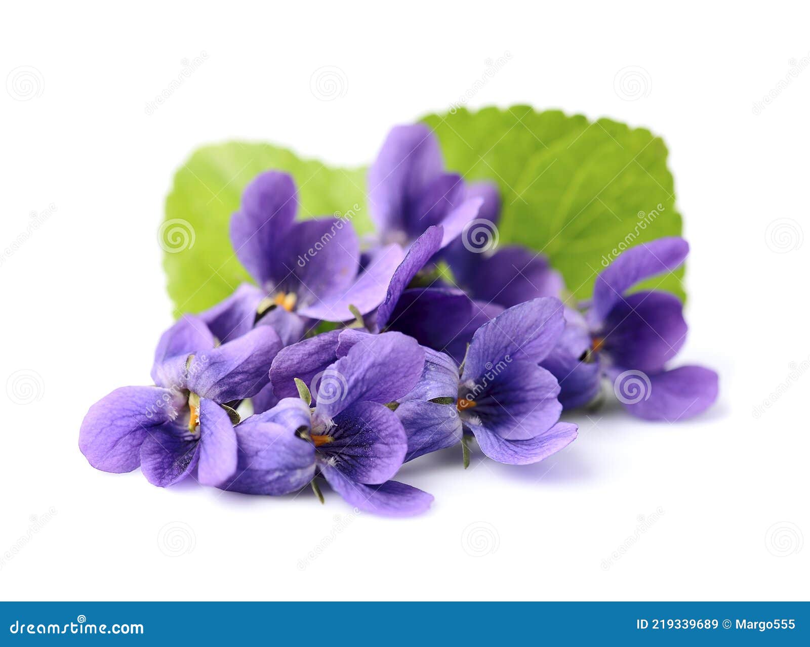 Spring Viola Odorata Flowers Stock Image - Image of odorata, herbal ...