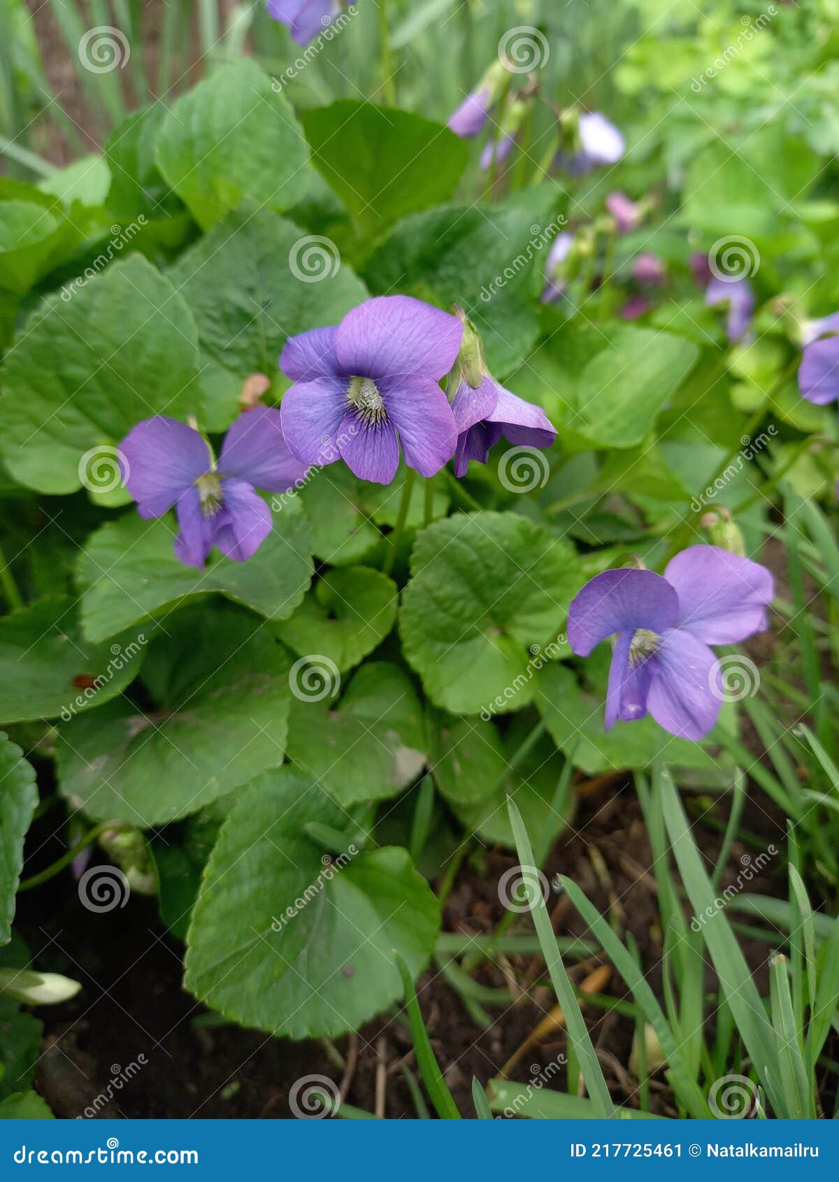Spring violet ðŸ’œ stock image. Image of purple, spring - 217725461
