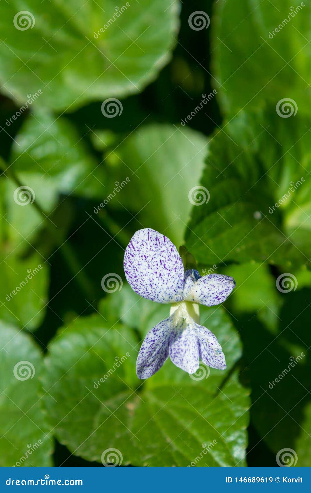 Spring violet flower stock image. Image of floral, flower - 146689619