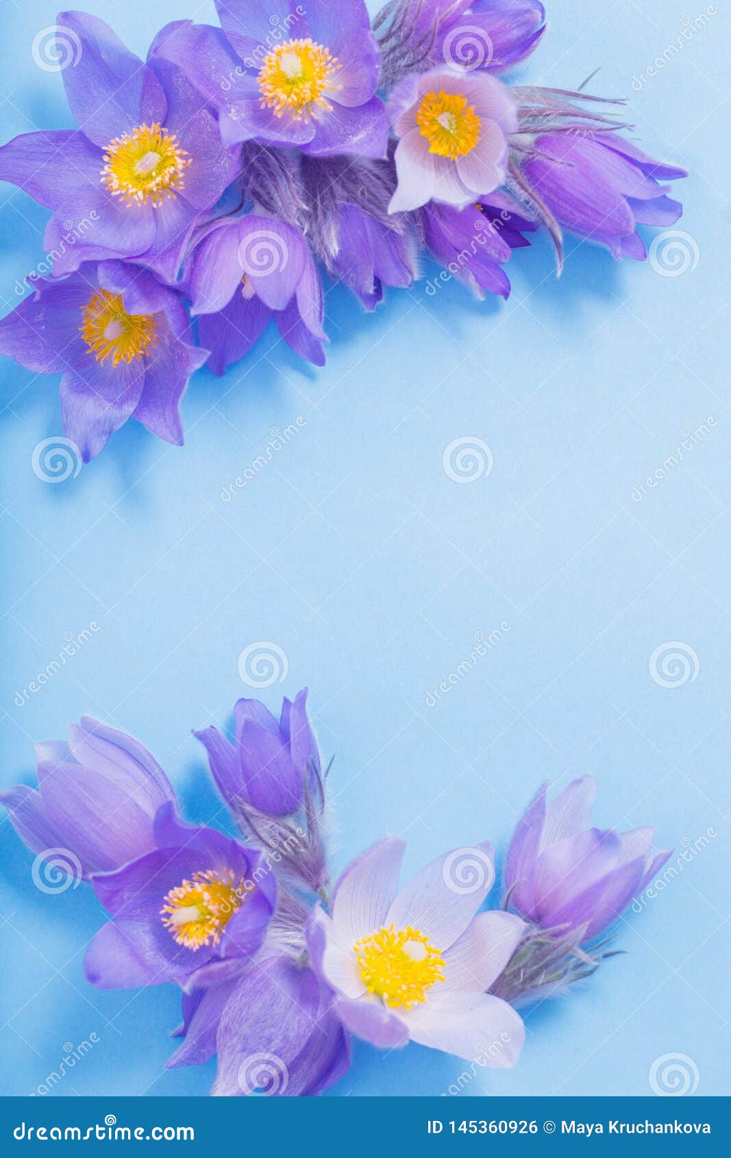 Spring Violet Flowers on Paper Background Stock Photo - Image of floral ...