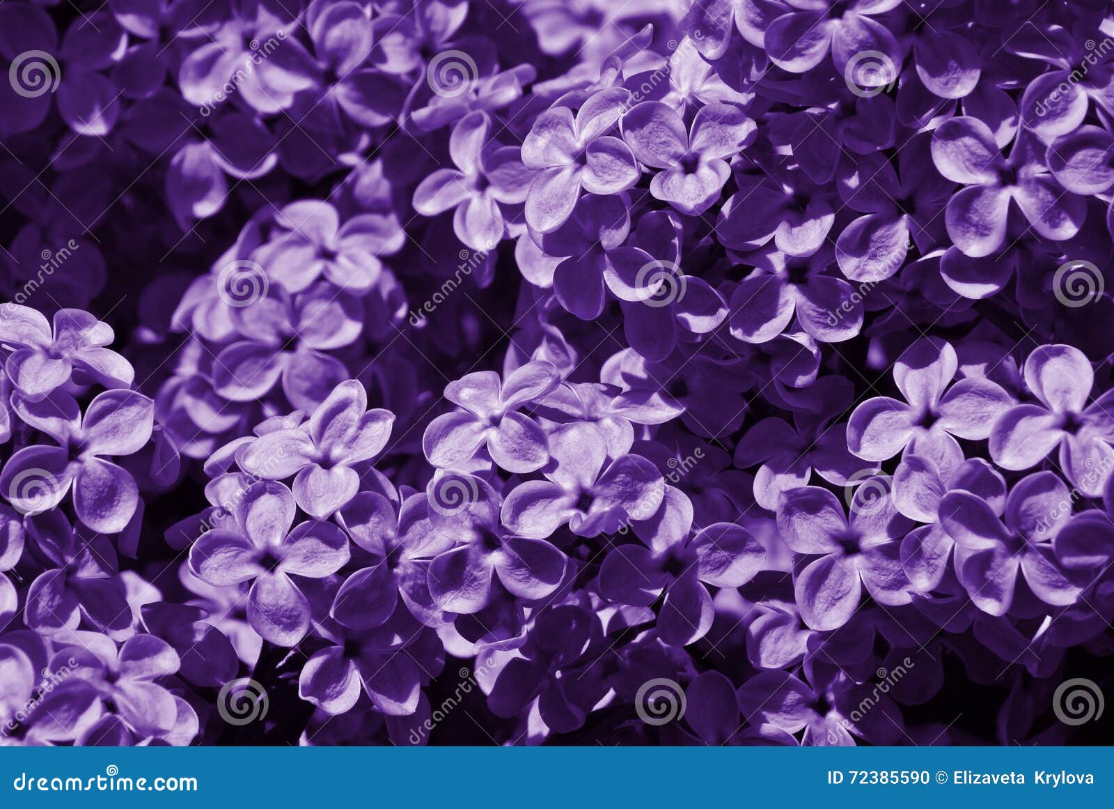 Spring Violet Lilac Flowers Close Up Stock Photo - Image of nature ...