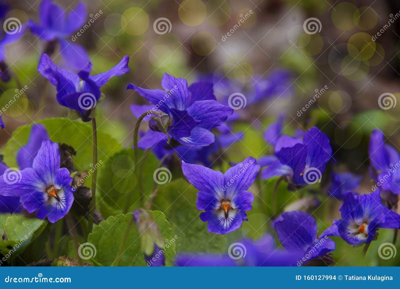 Spring violets. stock photo. Image of blooms, close - 160127994