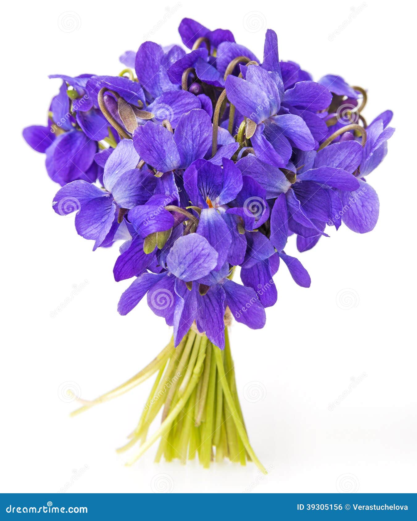 Spring Violets Flowers Close Up Stock Photo - Image of floral, detail ...