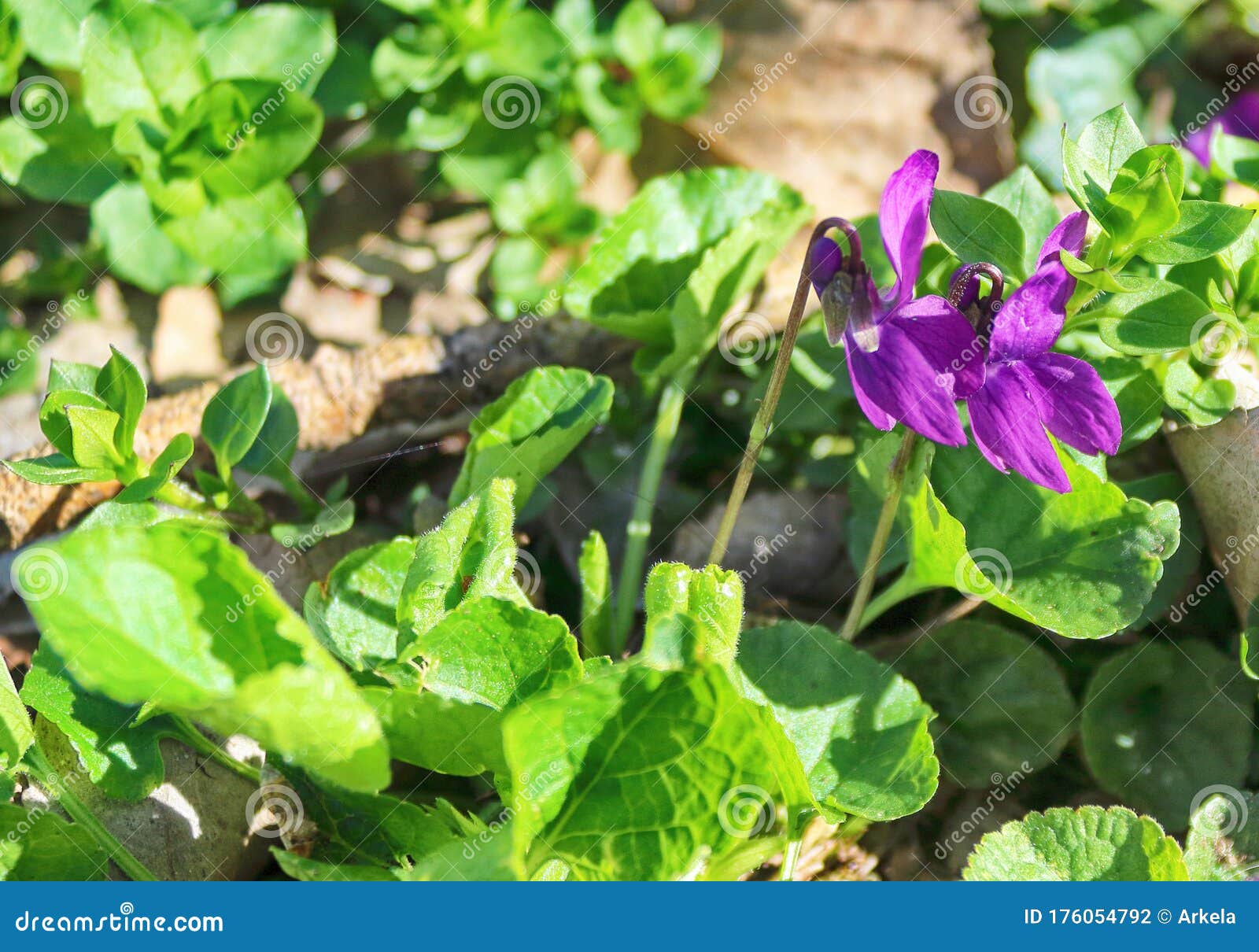 Spring violets stock photo. Image of purple, petal, nature - 176054792
