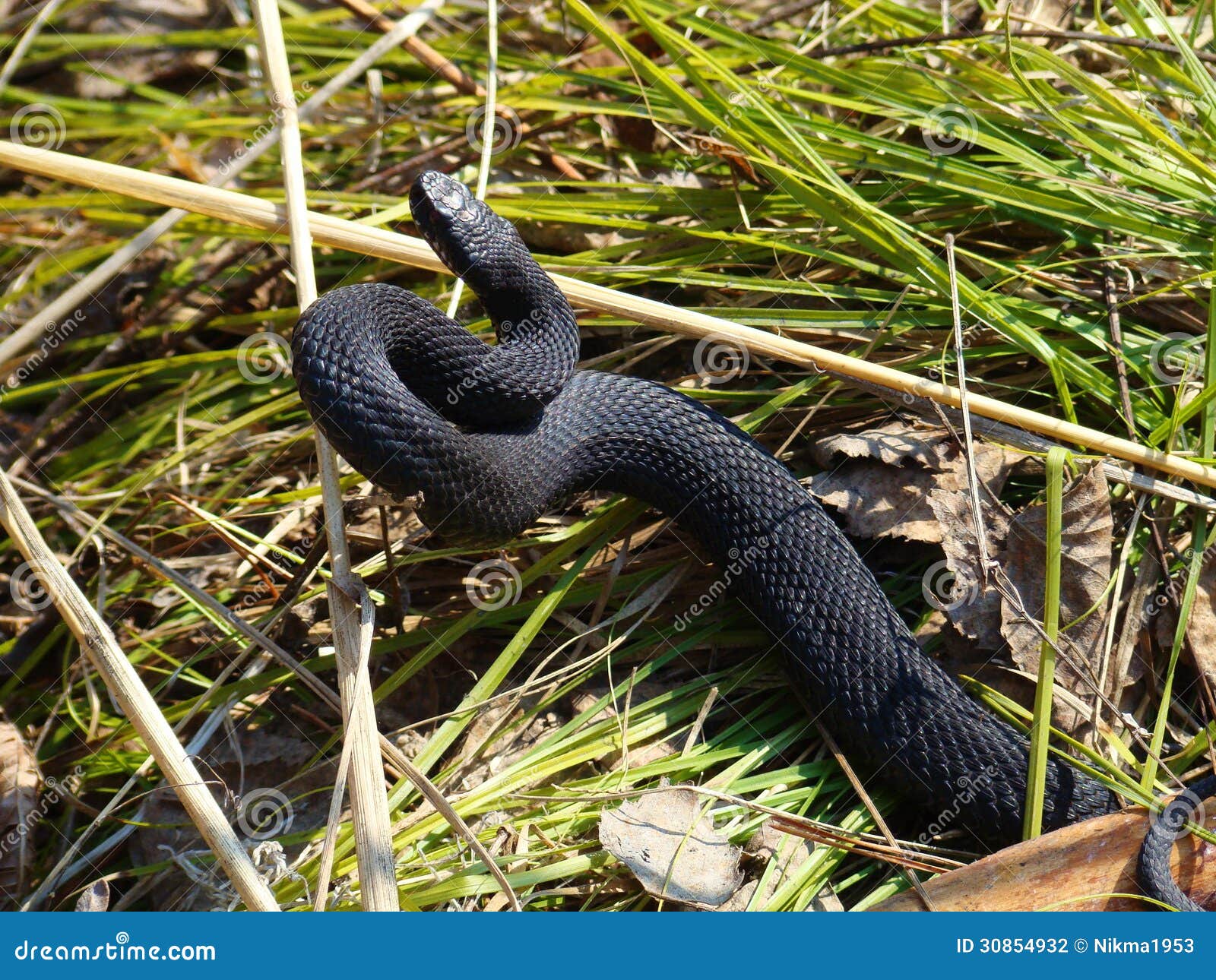 Spring viper stock photo. Image of wild, nature, snake - 30854932