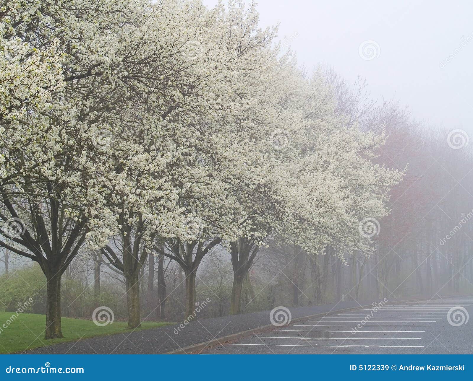 Spring Vision stock image. Image of spring, nature, mist - 5122339