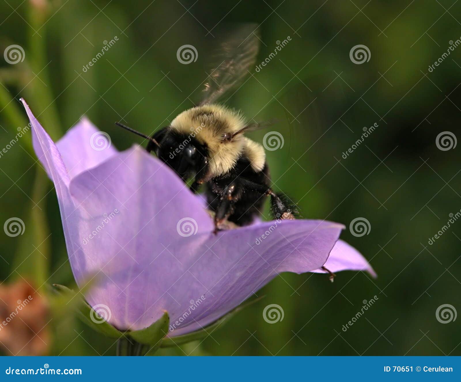 Spring Visitor stock image. Image of macro, purple, flowers - 70651