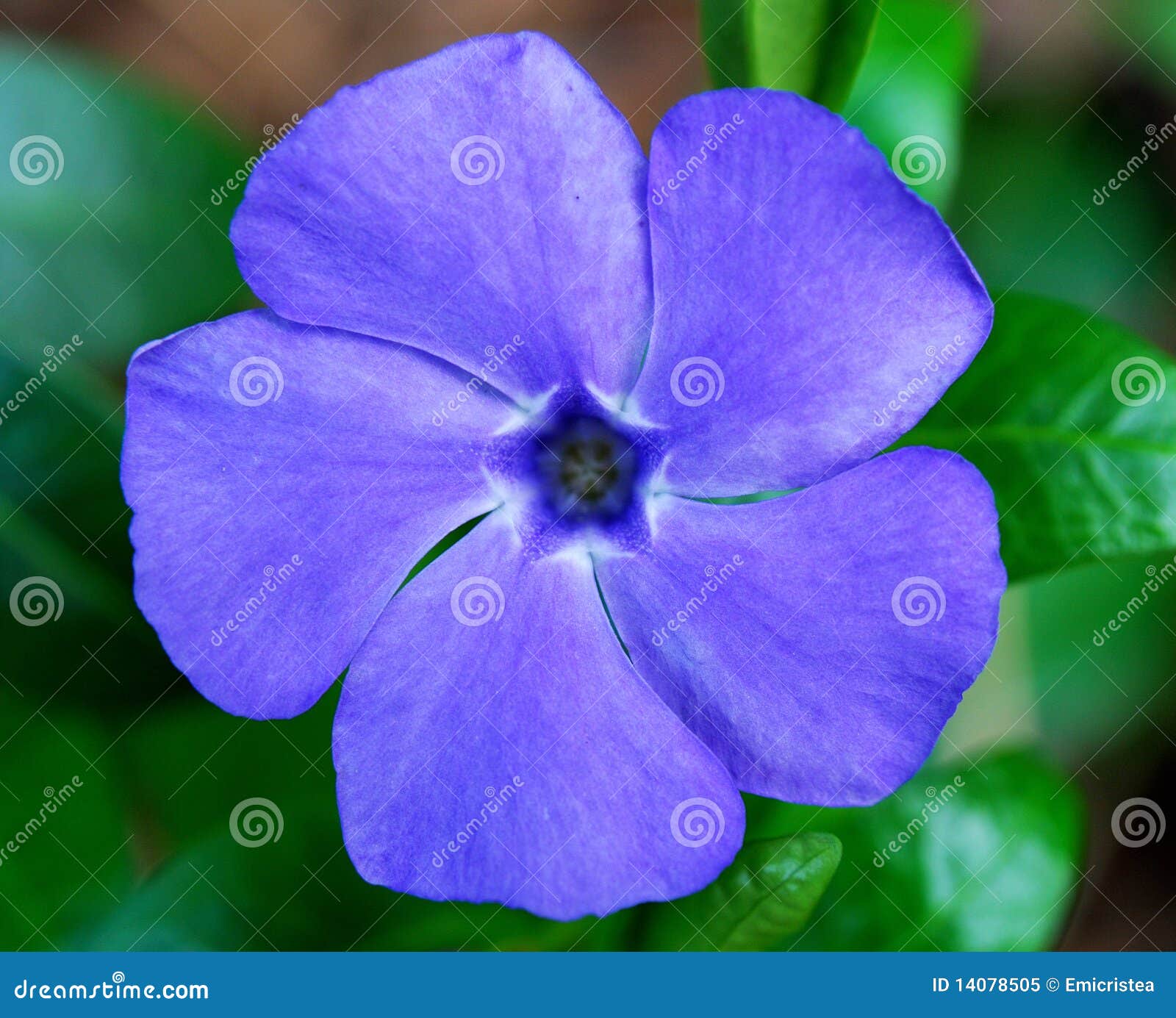 Spring vivid flower stock image. Image of flora, flowering - 14078505