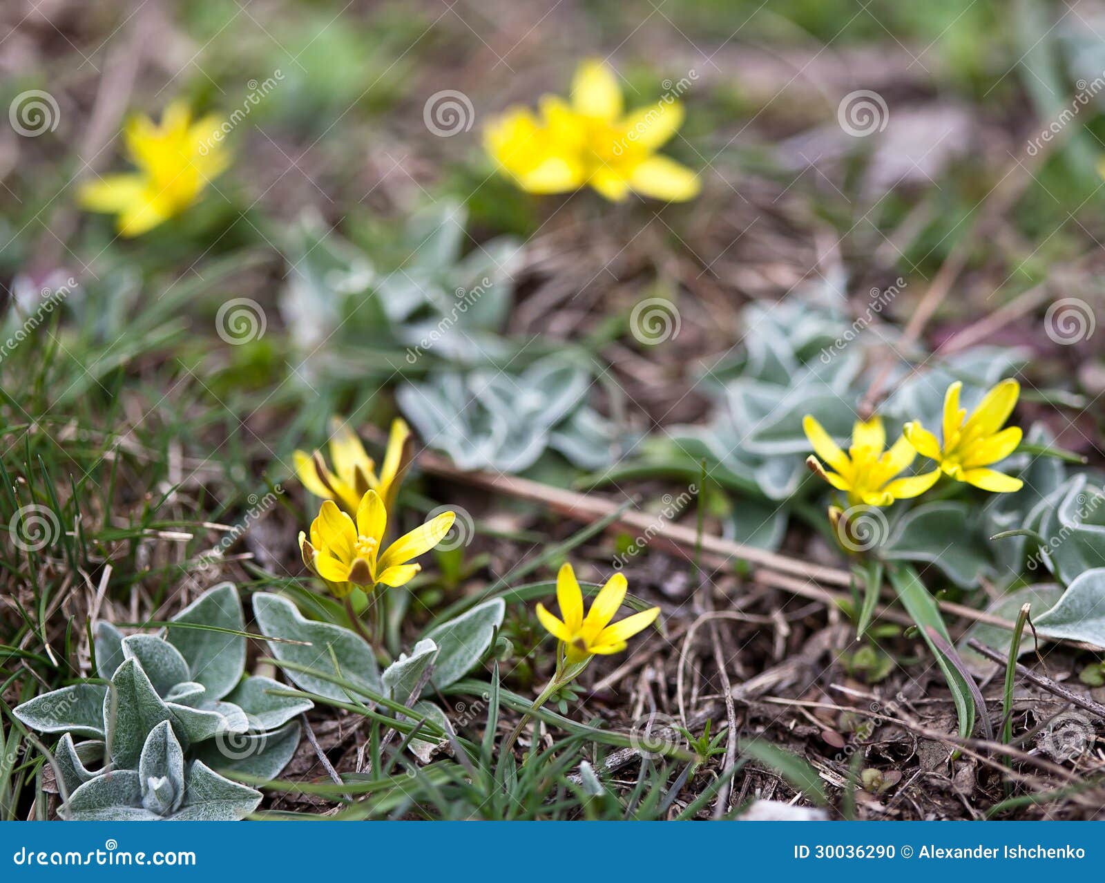 Spring yellow flower stock photo. Image of grass, colorful - 30036290