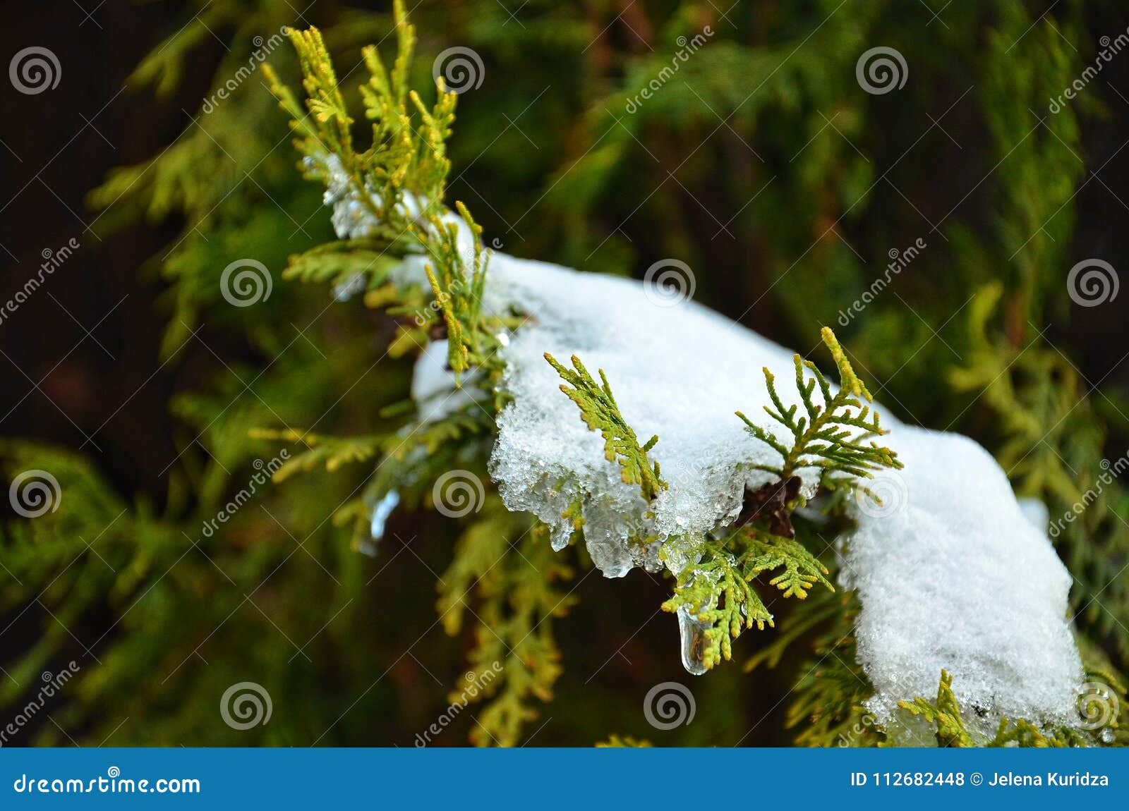 Spring vs Winter stock photo. Image of winter, spring - 112682448