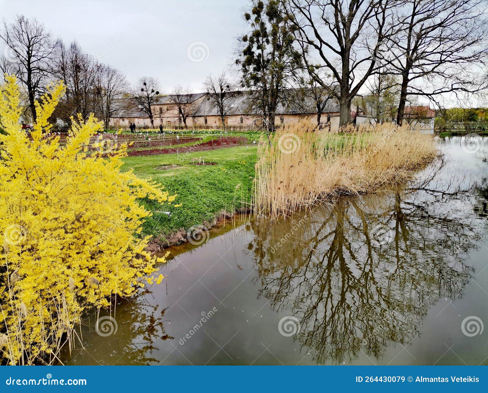 Spring is waking up stock image. Image of landscape - 264430079