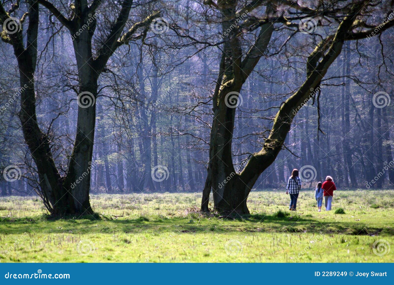 Spring Walk. stock image. Image of grow, environment, road - 2289249