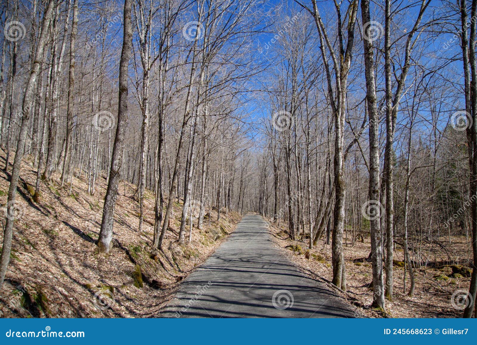 A Spring Walk in the Canadian Forest Stock Image - Image of rural ...