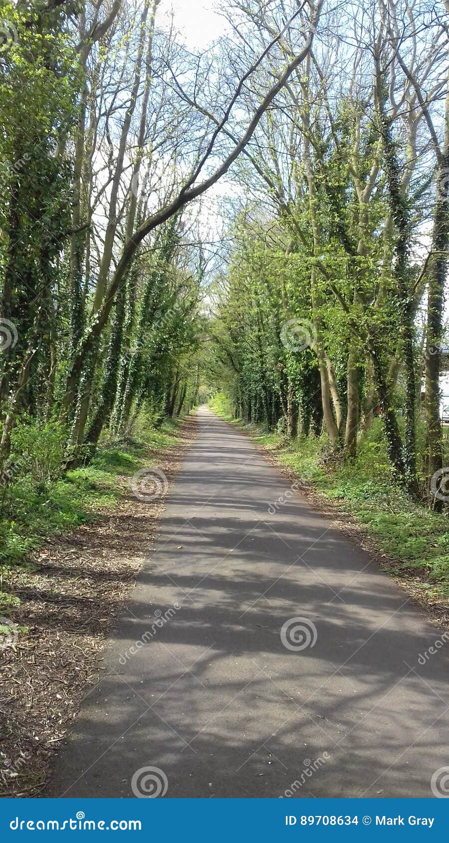 A Spring Walk stock photo. Image of walk, path, trees - 89708634