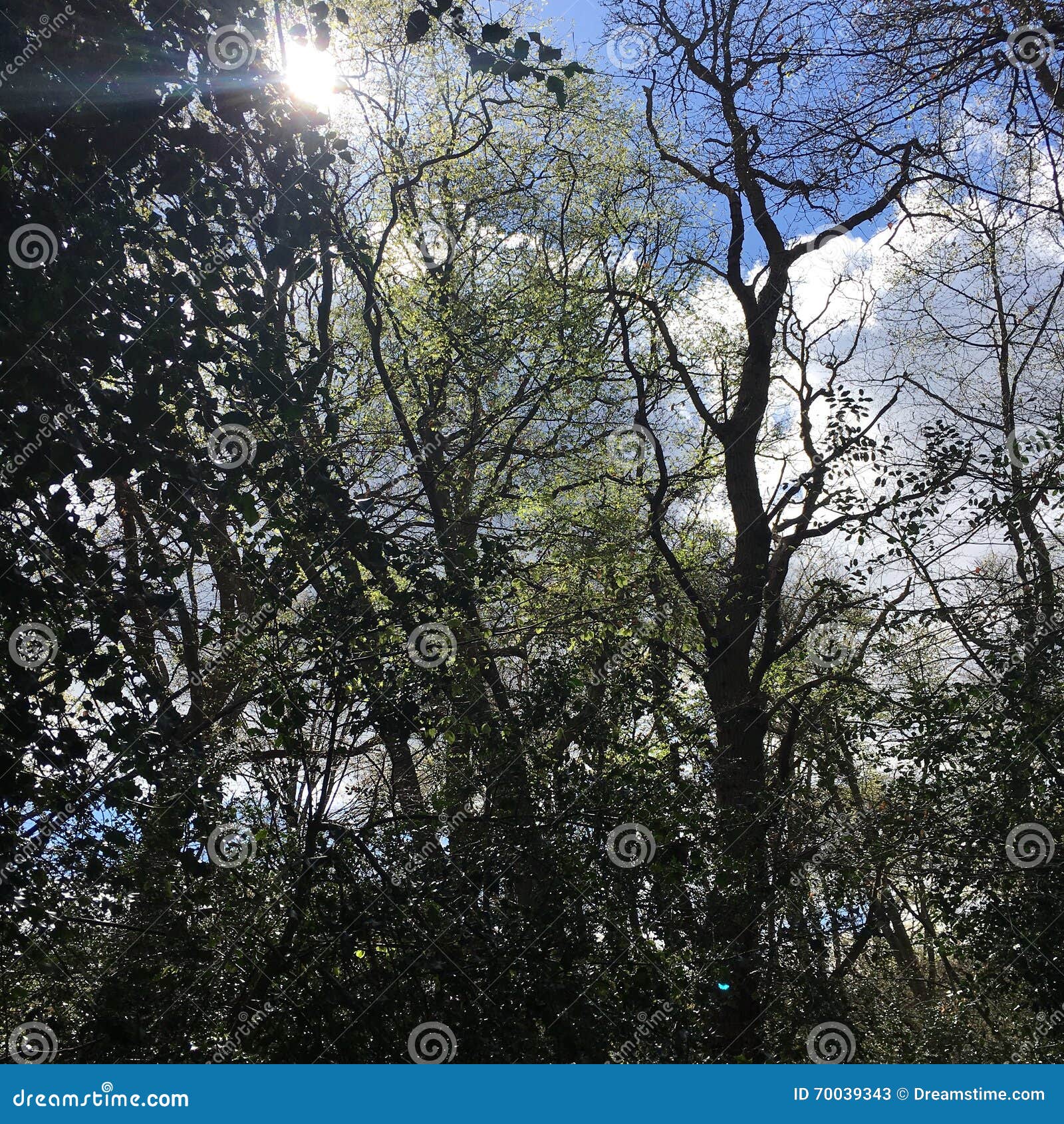 Spring walk in the forest stock image. Image of springtime - 70039343