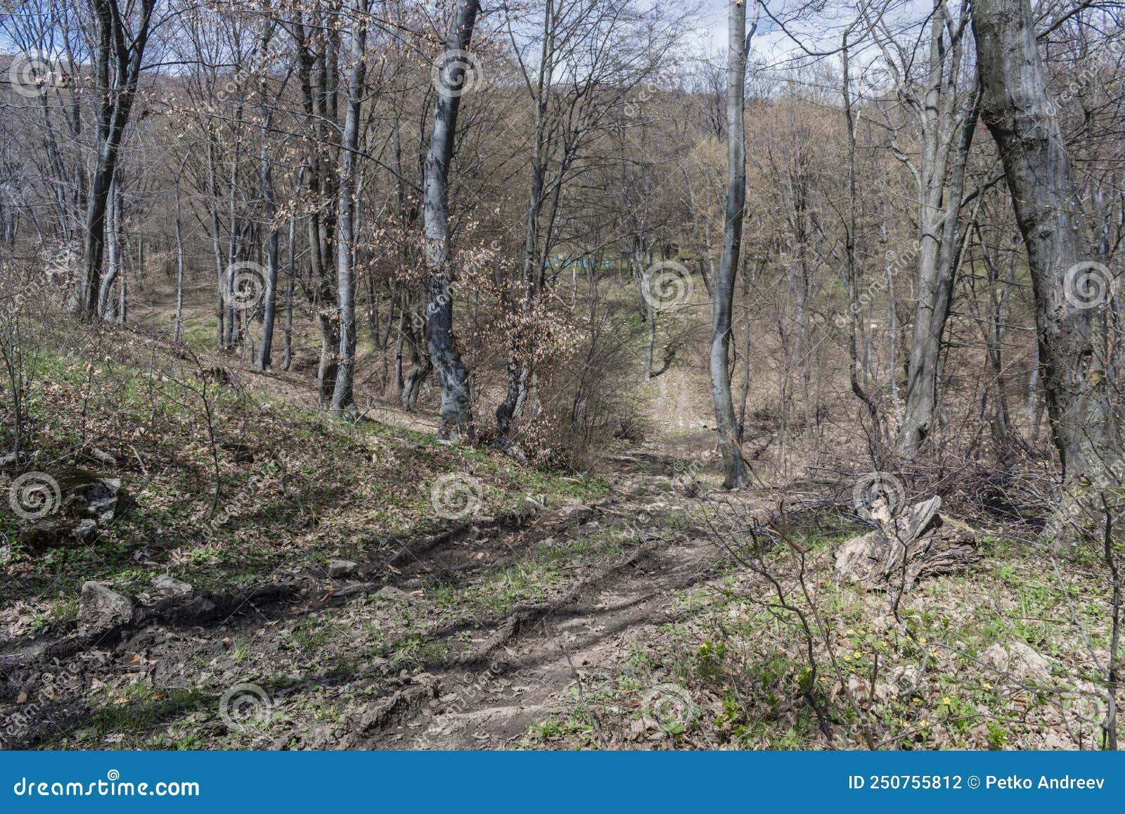 Spring Walk in the Forest during a Sunny Day Stock Photo - Image of ...