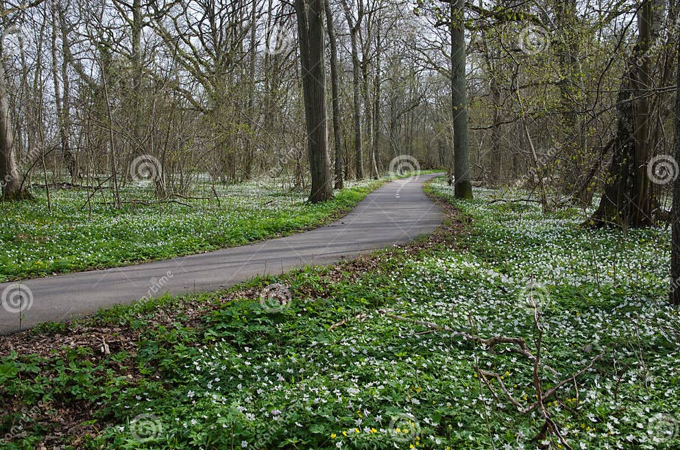 Spring by a walkway stock photo. Image of freedom, flowers - 71344132