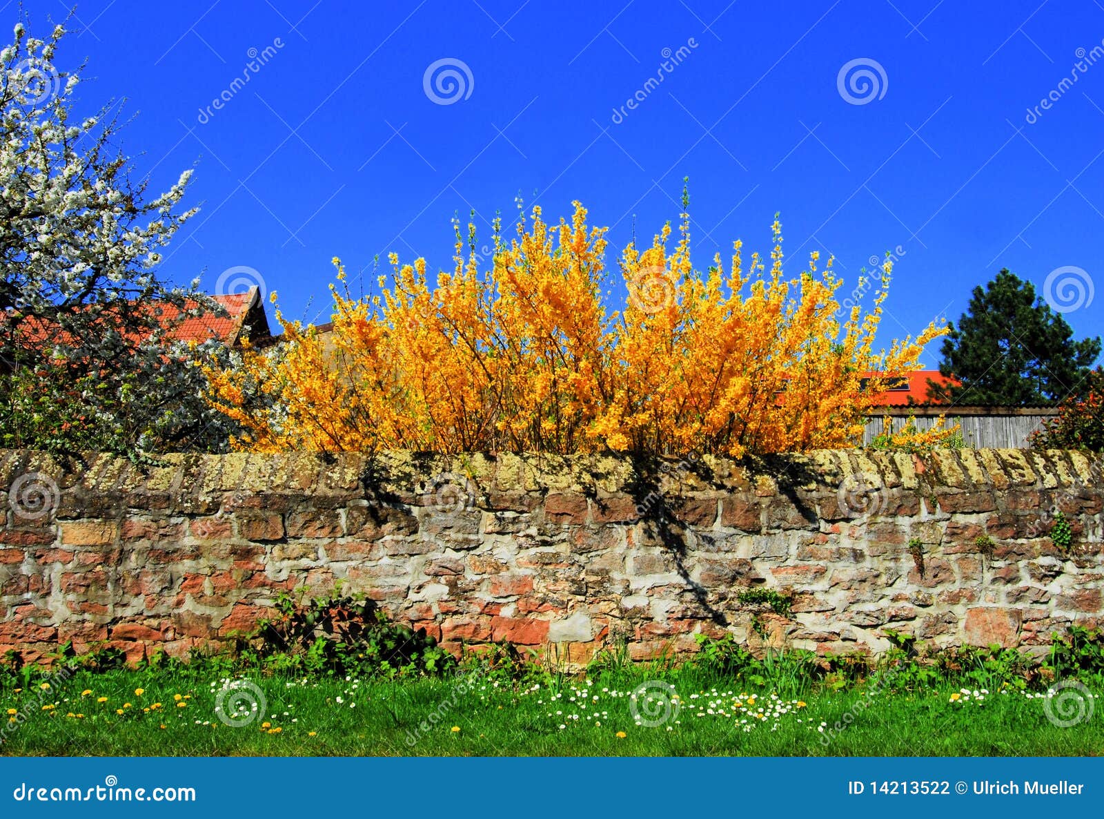 Spring wall stock photo. Image of tree, season, grass - 14213522