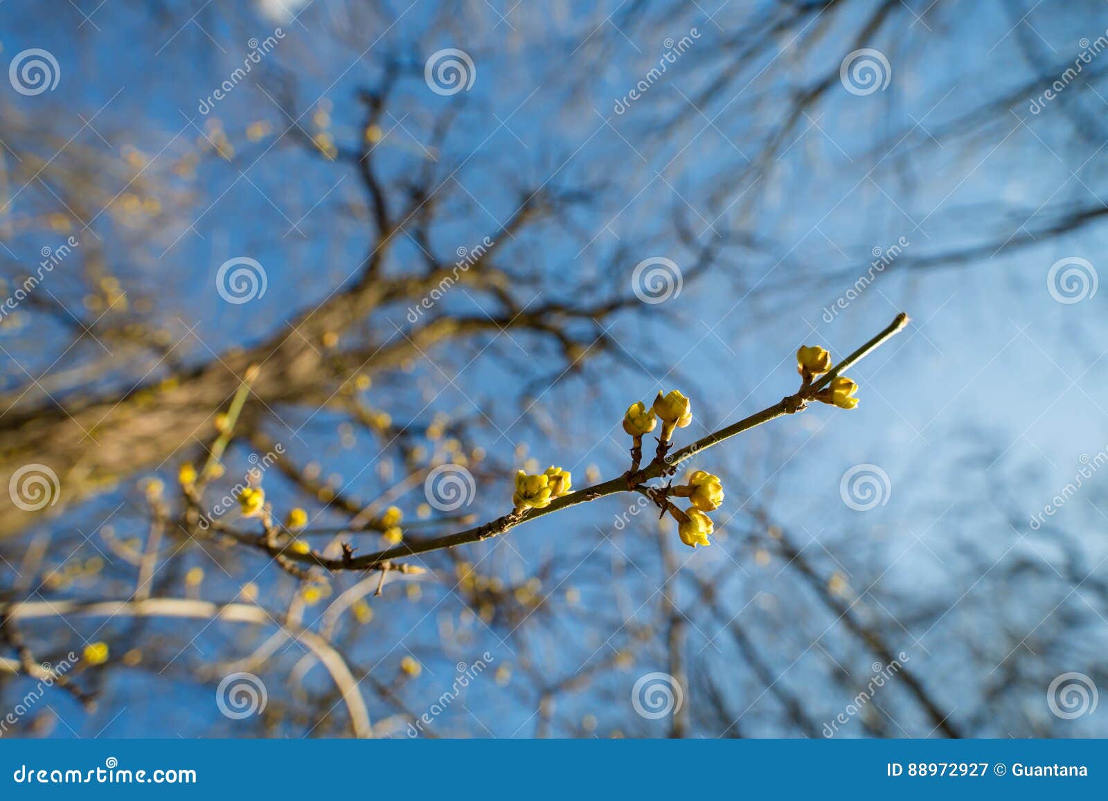 Spring wallpaper stock image. Image of flora, background - 88972927